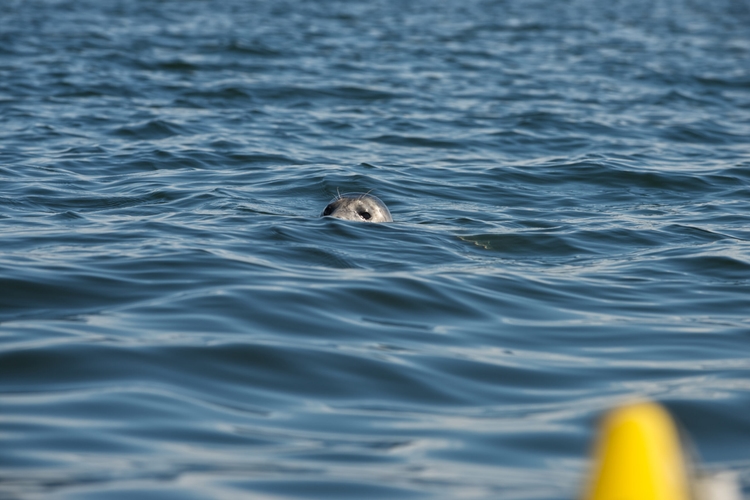 Sandhamn & the island of Sandön in the Stockholm archipelago